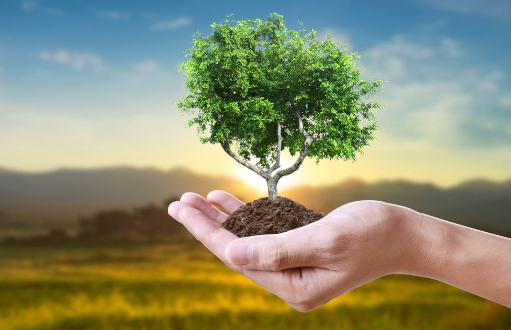 Tree of Life Approach to Making and Keeping Resolutions - LifeBrief ...